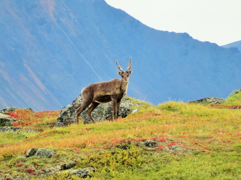 Ultimate 3-Day Alaska Wilderness Adventure | Rainy Pass Lodge